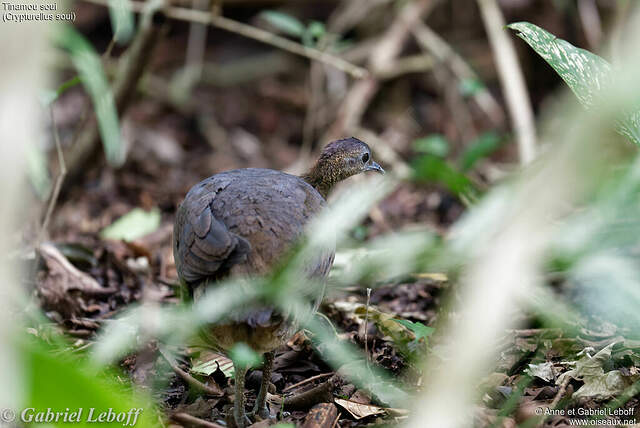 Little Tinamou - Crypturellus soui - gale208241