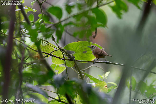 Troglodyte à face pâle - gale208542