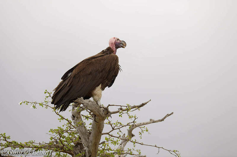 Vautour oricou adulte - gale232018