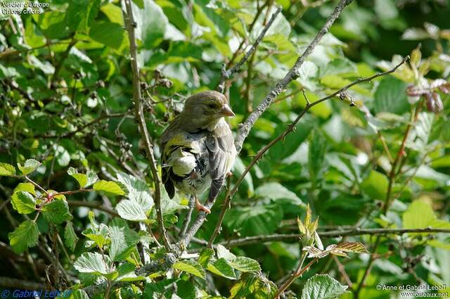 Verdier d'Europe juvénile - gale138015