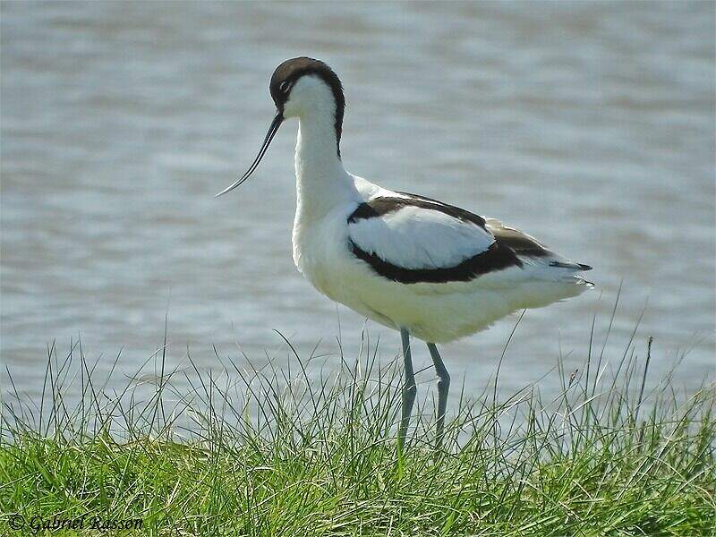 Avocette élégante - gara10246