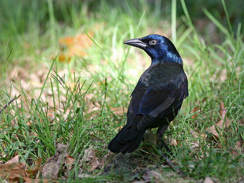 Quiscale bronzé - gara24462