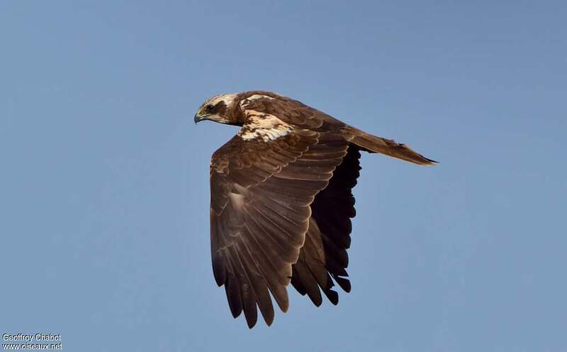 Busard des roseaux femelle adulte nuptial - gech220217
