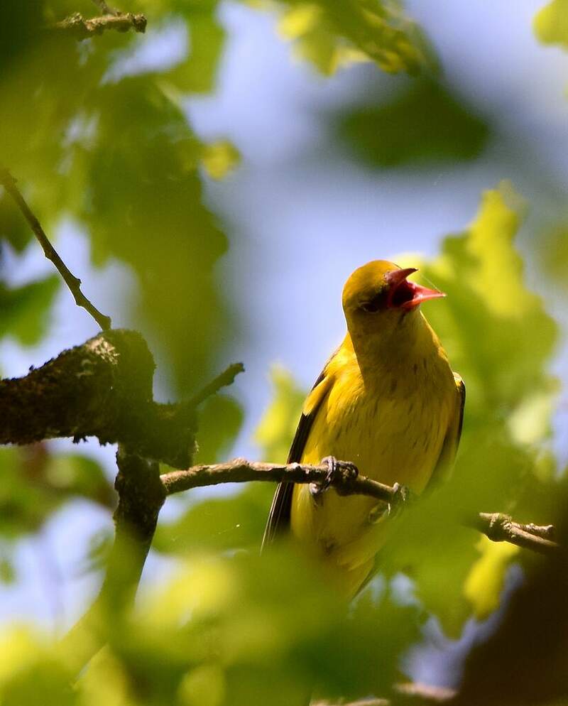 Loriot d'Europe - Loriot jaune mâle adulte nuptial - gech243403