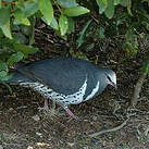 Wonga Pigeon - Leucosarcia melanoleuca