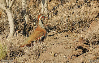 Perdrix rouge adulte - geol29265