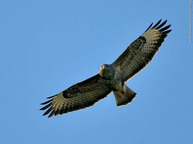 Buse variable - gecu128759