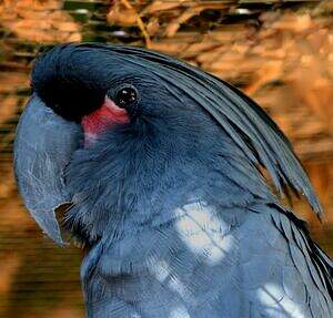 Cacatoès noir - Probosciger aterrimus
