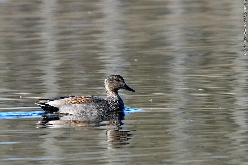 Canard chipeau mâle - gecu298365