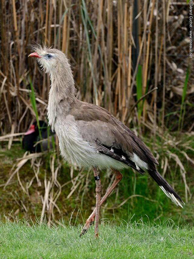 Red-legged Seriema - Cariama cristata - gecu138659