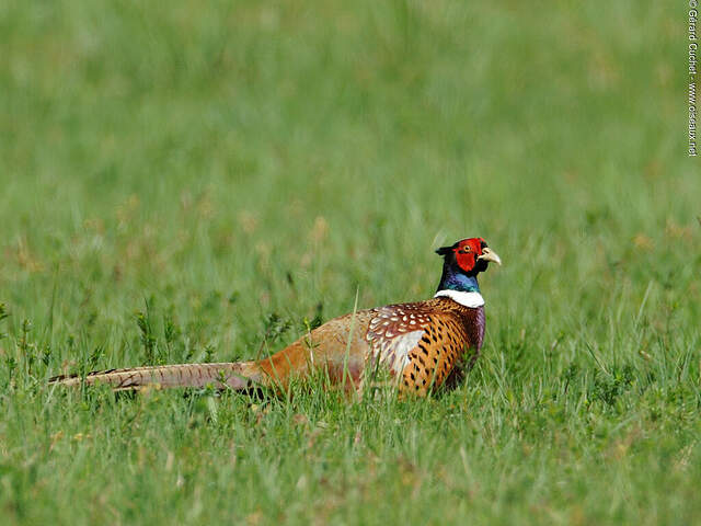 Faisan de Colchide mâle - gecu100795