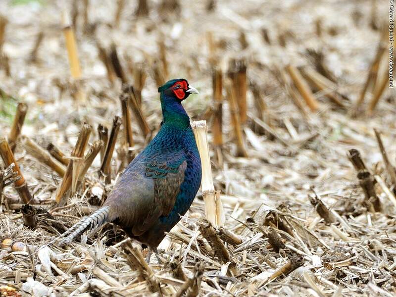 Faisan de Colchide - gecu129577