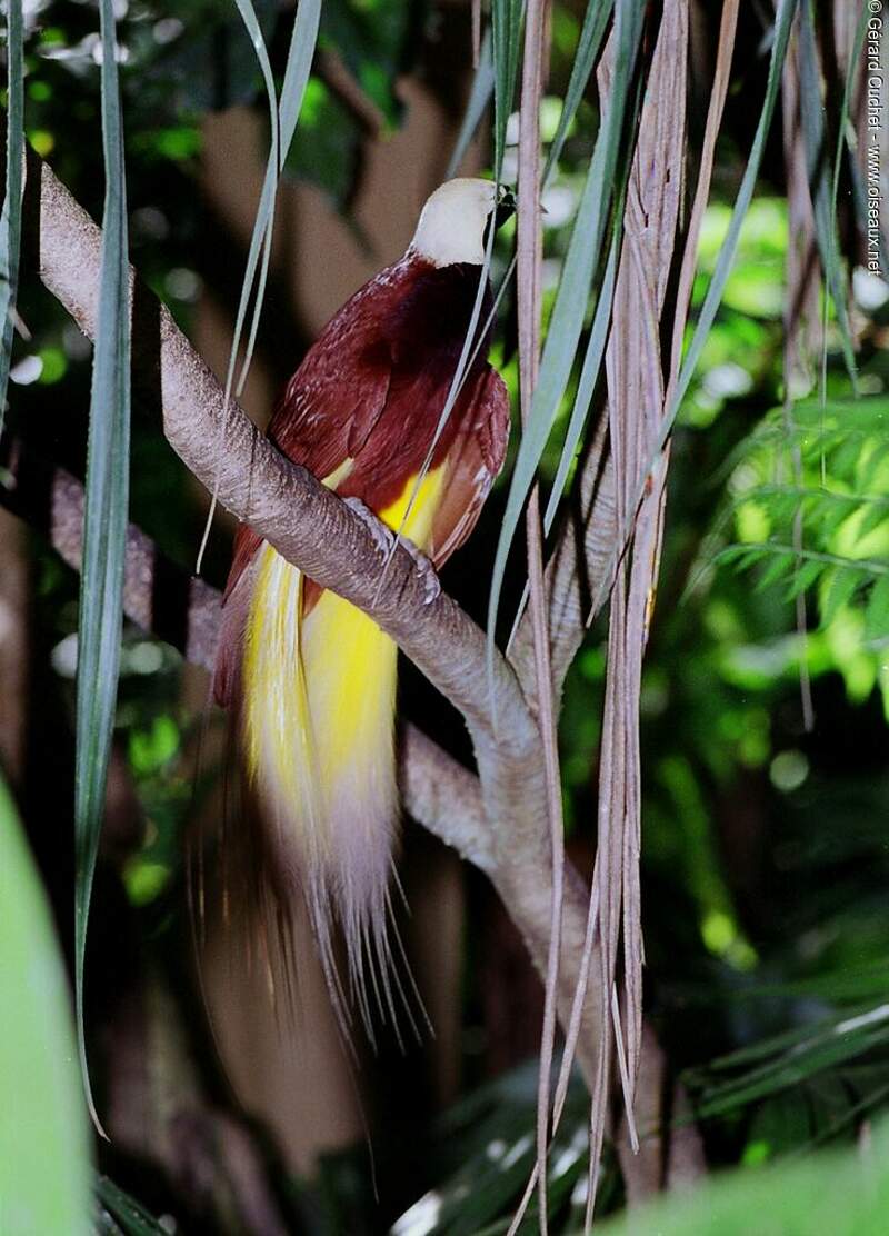 Greater Bird-of-paradise - Paradisaea apoda - gecu128352