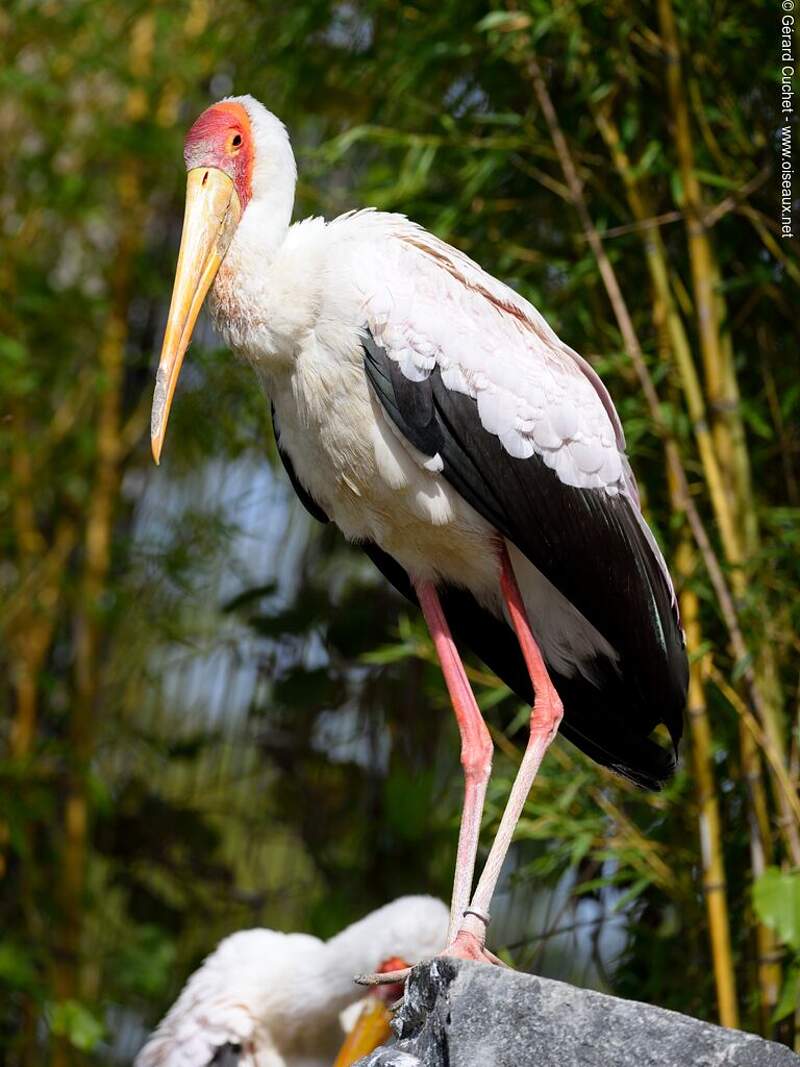 Tantale ibis - Mycteria ibis - gecu163363