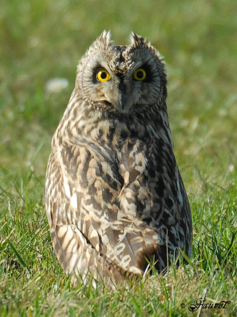 Hibou des marais - gefa48328