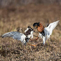 Combattant varié - Calidris pugnax