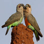 Perroquet à ventre rouge - Poicephalus rufiventris
