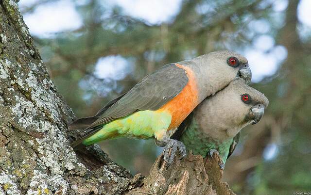 Red-bellied Parrot - Poicephalus rufiventris - gema188991