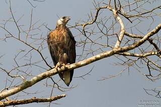 Pygargue de Madagascar adulte - gema137151