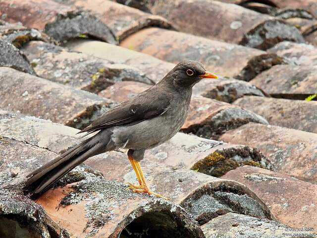 Merle géant - gero242898