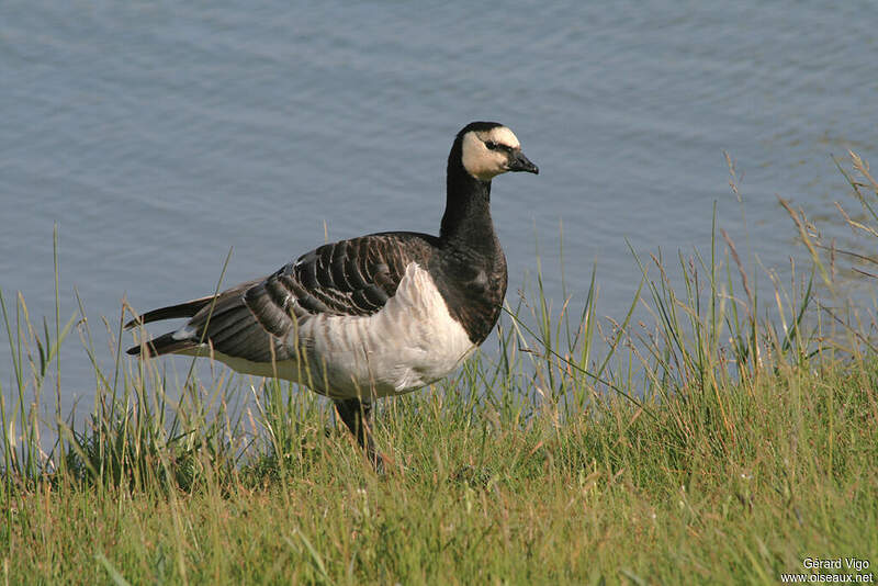 Bernache nonnette adulte - gevi170153