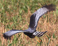 Long-winged Harrier - Circus buffoni