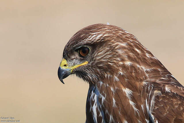 Buse variable adulte - gevi255882