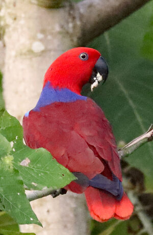 Papuan Eclectus - Eclectus polychloros