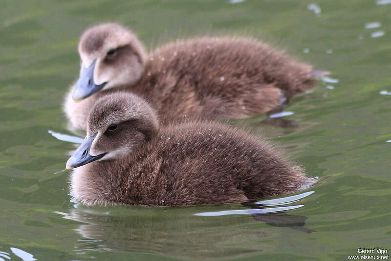 Eider à duvet Poussin - gevi224652