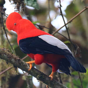 Coq-de-roche péruvien - Rupicola peruvianus