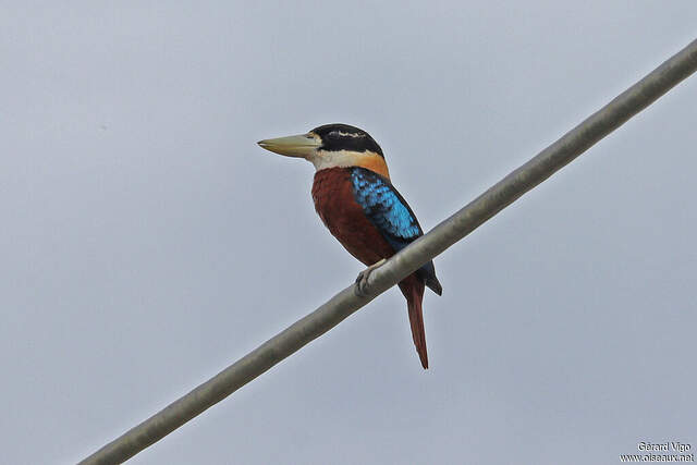 Martin-chasseur de Gaudichaud femelle adulte - gevi331482