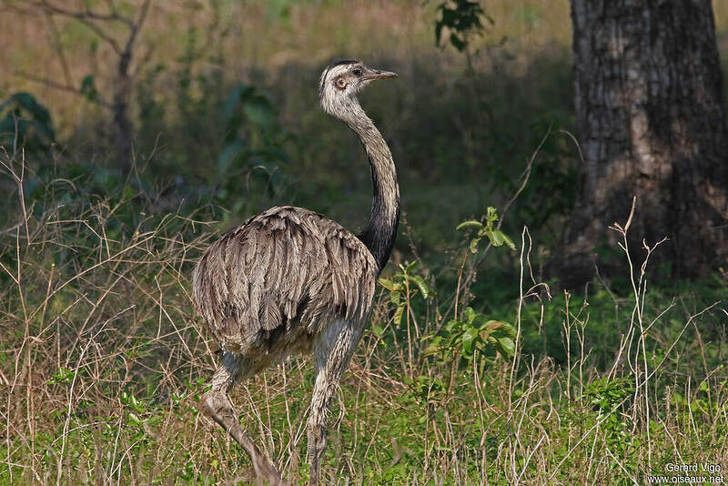 Nandou d'Amérique adulte - gevi207698