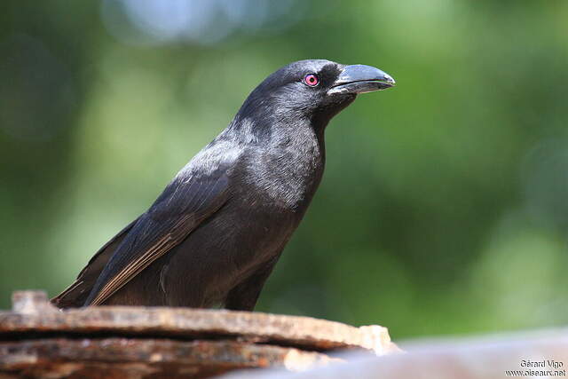 Piapiac africain adulte - gevi260579