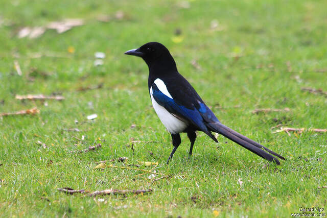 Pie bavarde adulte - gevi178455