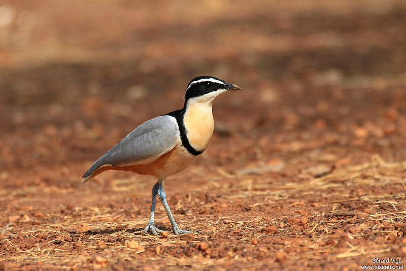 Pluvian fluviatile adulte - gevi234131