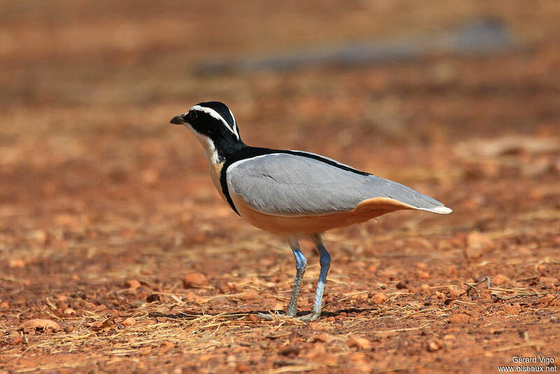 Pluvian fluviatile adulte - gevi234132