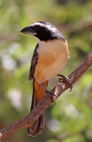 Saltator de l'Orénoque - Saltator orenocensis