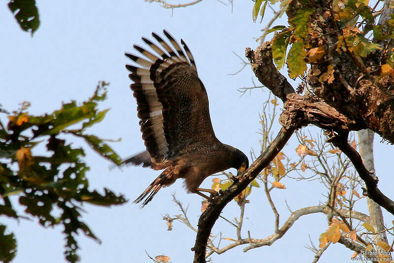 Serpentaire bacha adulte - gevi163478