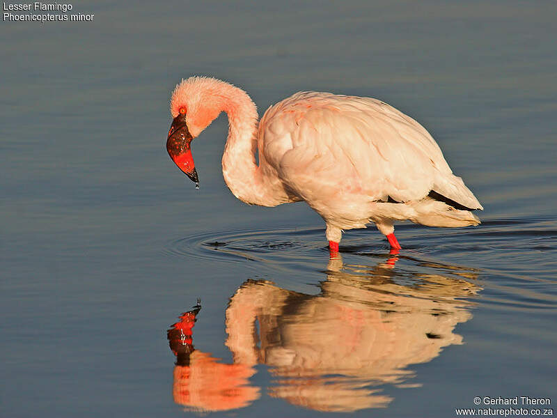 Lesser Flamingo - Phoeniconaias minor adult - geth25455