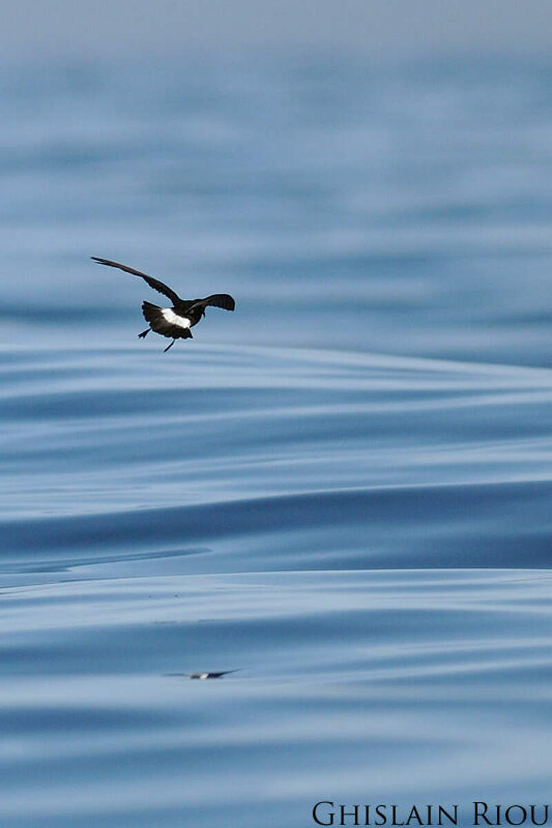 Océanite tempête - ghri226817