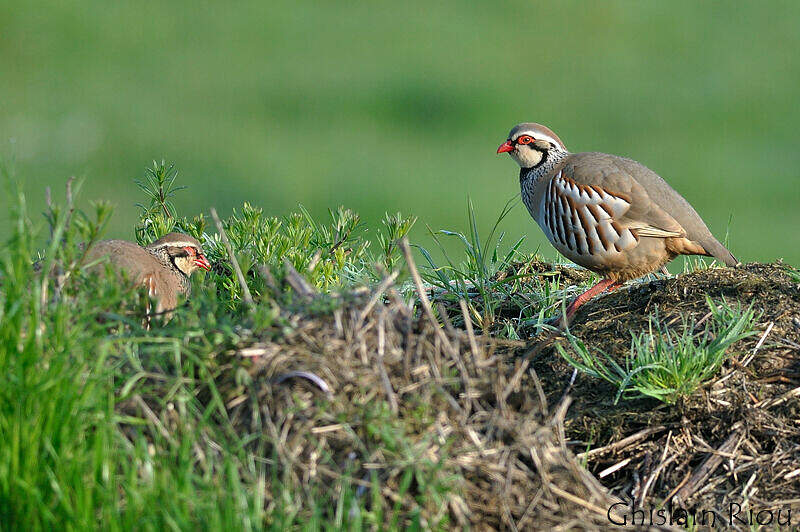 Perdrix rouge - ghri136998