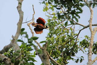 Paradisier rouge - giva331847