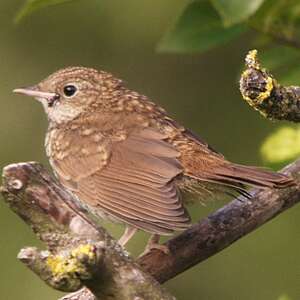 Rossignol philomèle - Luscinia megarhynchos
