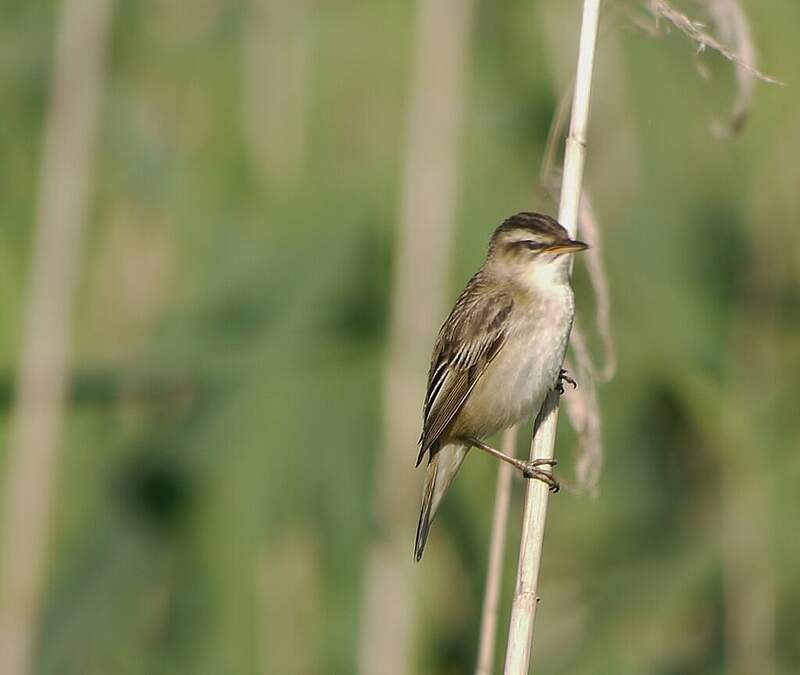 Phragmite des joncs - Acrocephalus schoenobaenus - gibl161836