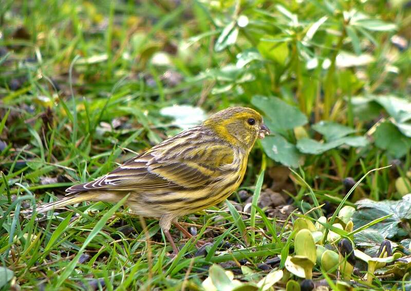 Serin cini mâle adulte nuptial - gibl219321