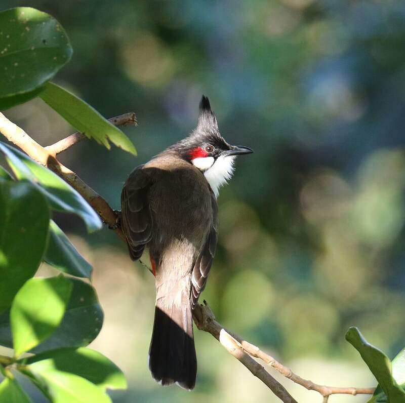 Bulbul orphée - gito330473