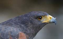 Buse de Harris - Parabuteo unicinctus