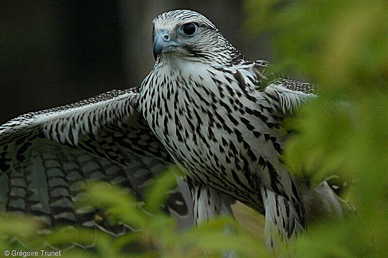 Faucon gerfaut - grtr25012