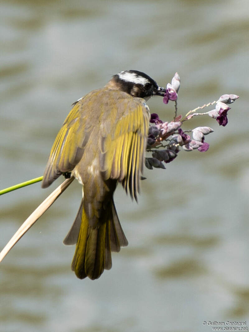 Light-vented Bulbul - Pycnonotus sinensis , , - gcan305608