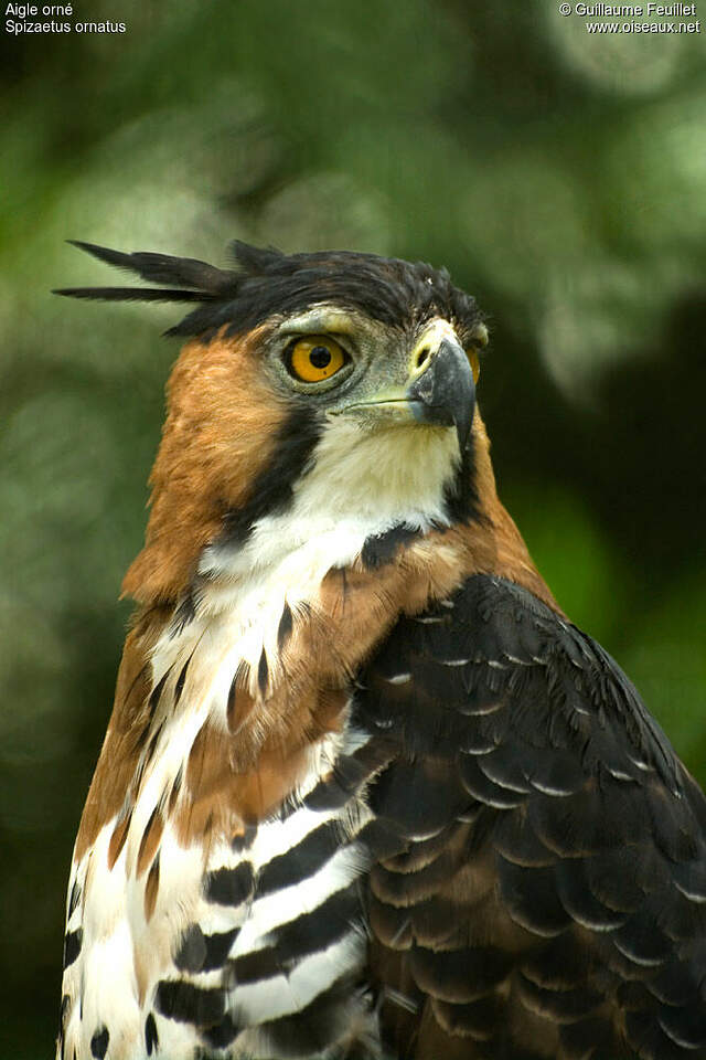 Ornate Hawk-Eagle - Spizaetus ornatus - fegu65344